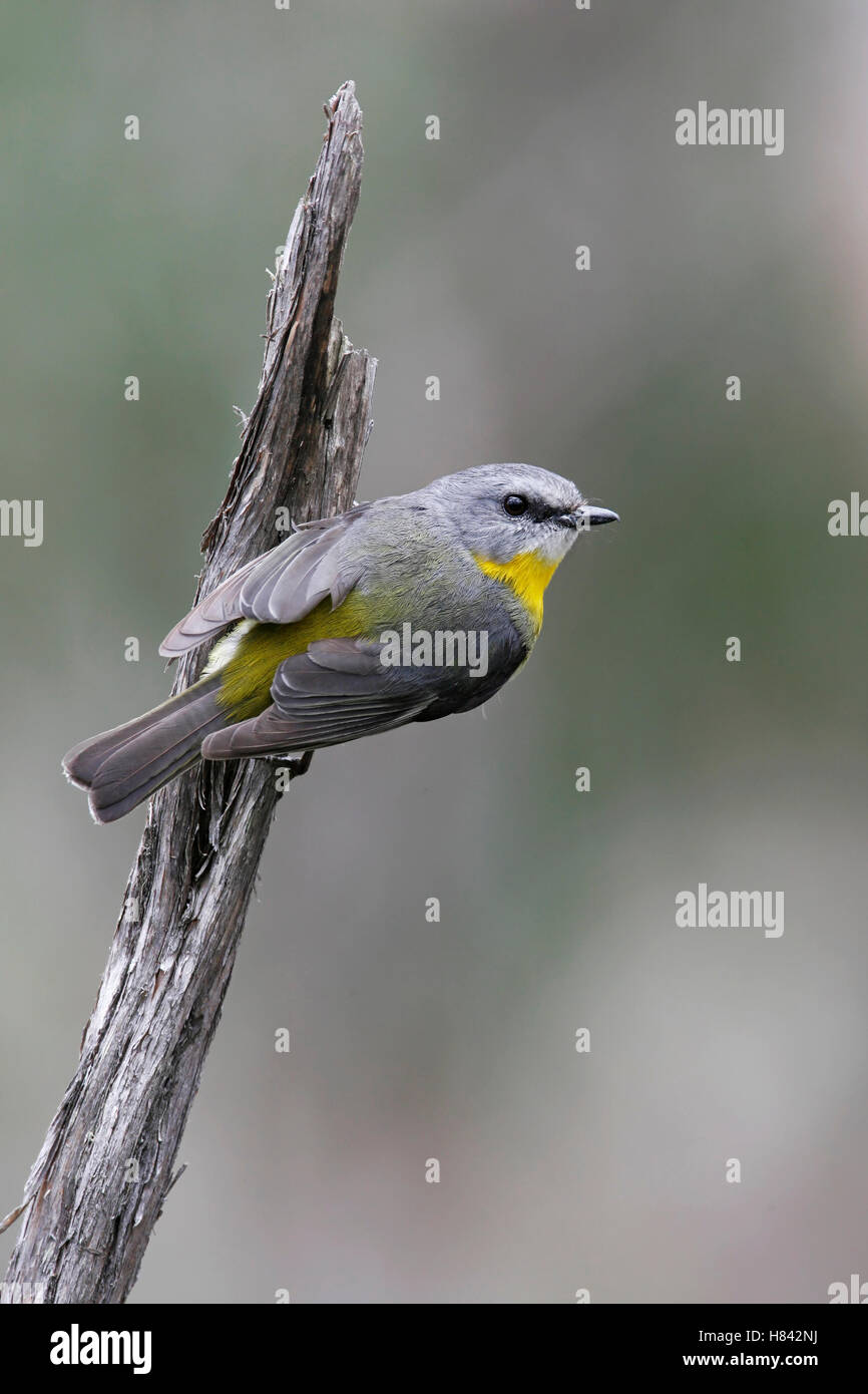 Yellow Robin (Eopsaltria australis), Victoria, Australia Stock Photo ...