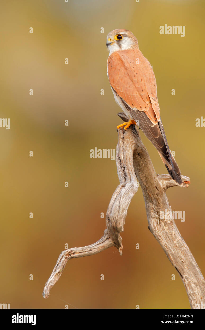 Australian Kestrel (Falco cenchroides), Australia Stock Photo - Alamy
