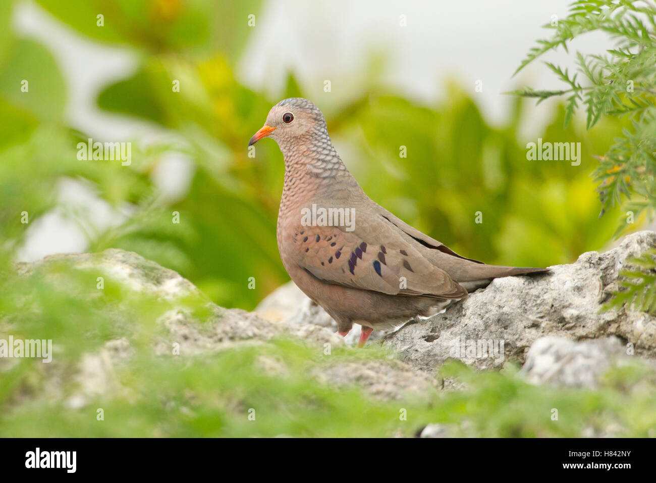 Common Ground Dove (Columbina passerina), Florida Stock Photo - Alamy