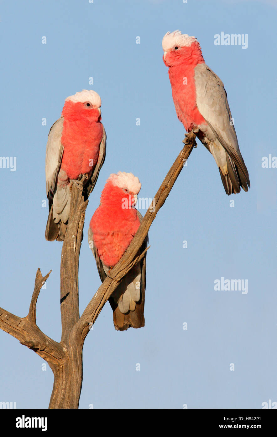 Galah (Eolophus roseicapilla) trio, Queensland, Australia Stock Photo ...