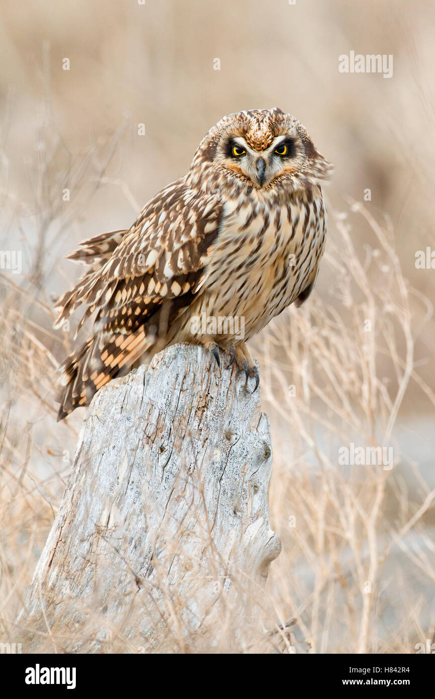 Short-eared Owl (Asio flammeus), British Columbia, Canada Stock Photo ...