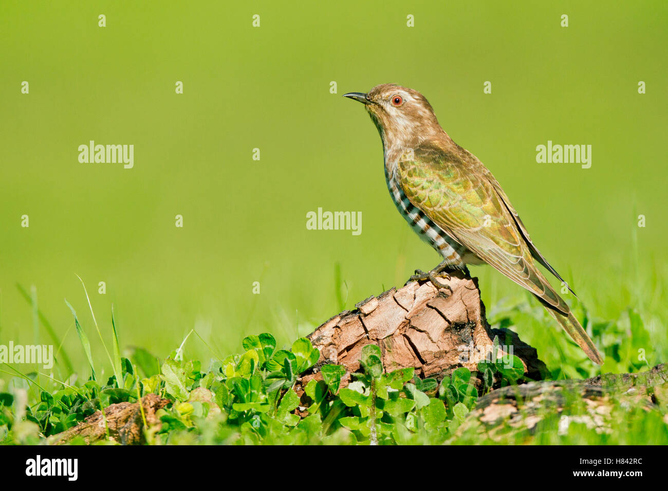 Horsfield's Bronze-Cuckoo (Chrysococcyx basalis), Australia Stock Photo ...