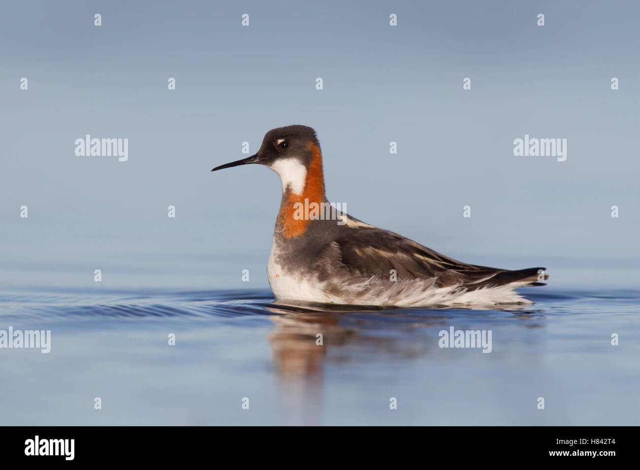 Red-necked Phalarope (Phalaropus lobatus) female, Alaska Stock Photo ...