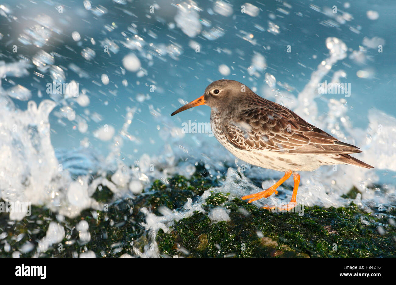 Purple Sandpiper (Calidris maritima), New Jersey Stock Photo - Alamy