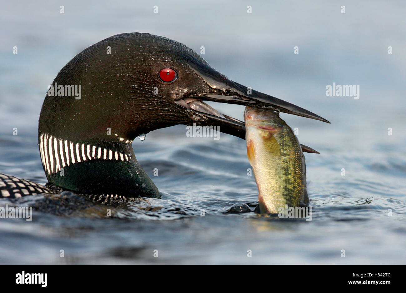 Common Loon (Gavia immer) carrying bass prey, Michigan Stock Photo - Alamy