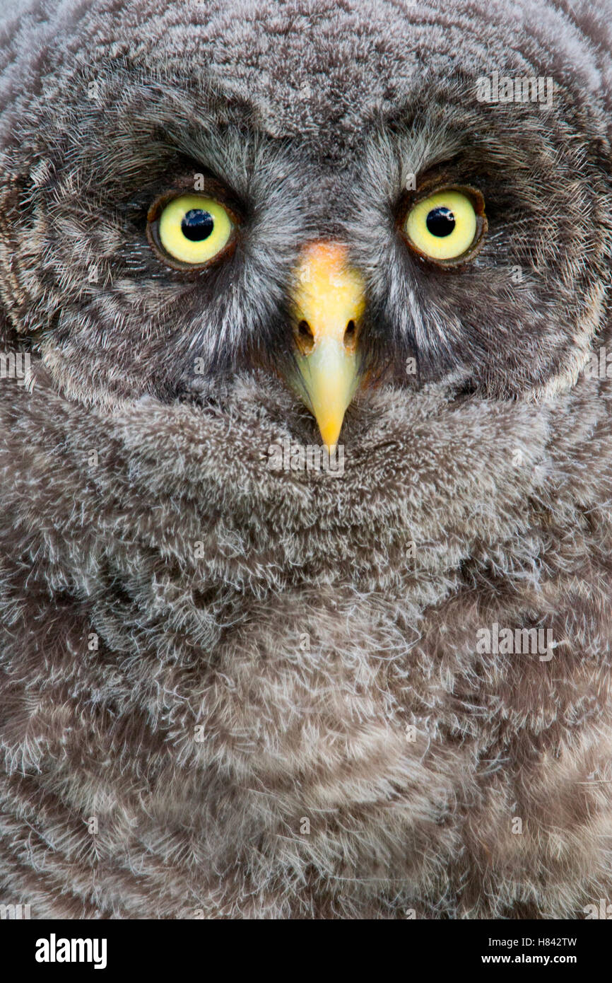 Great Gray Owl (Strix nebulosa) chick, British Columbia, Canada Stock ...