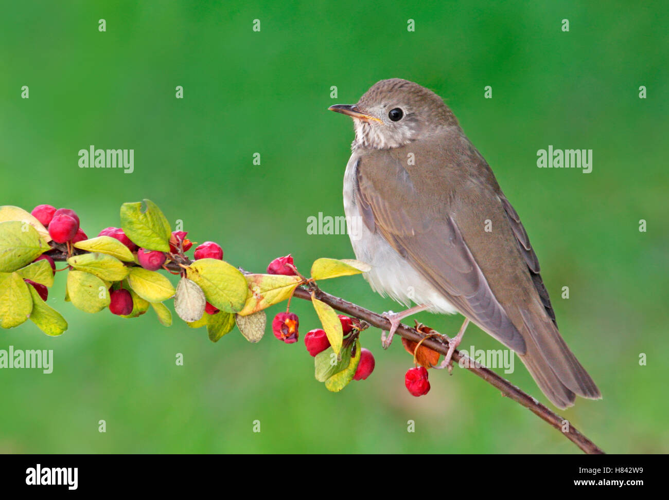 Grey-cheeked Thrush (Catharus minimus), Saskatoon, Saskatchewan, Canada ...