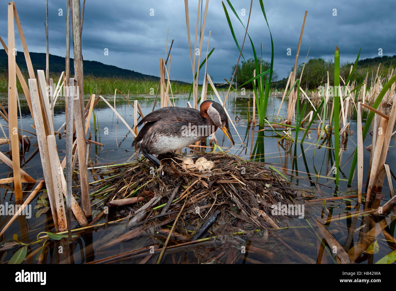 Red-necked Grebe (Podiceps grisegena) at nest in swamp, British ...