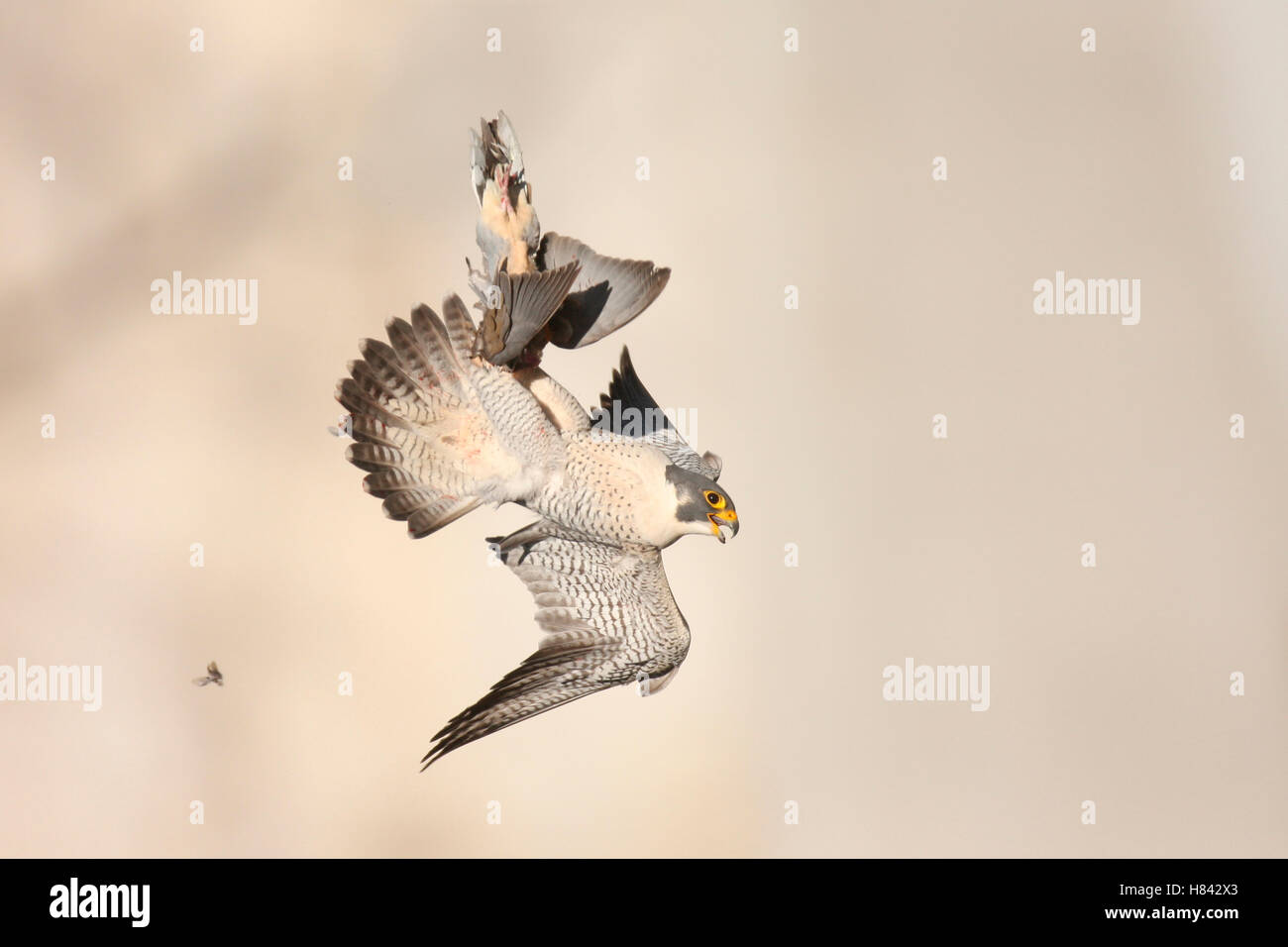 Peregrine Falcon (Falco peregrinus) carrying bird prey, Ohio Stock ...