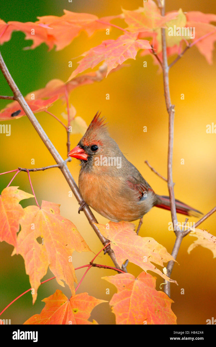 Northern Cardinal (Cardinalis cardinalis) female, Ohio Stock Photo - Alamy