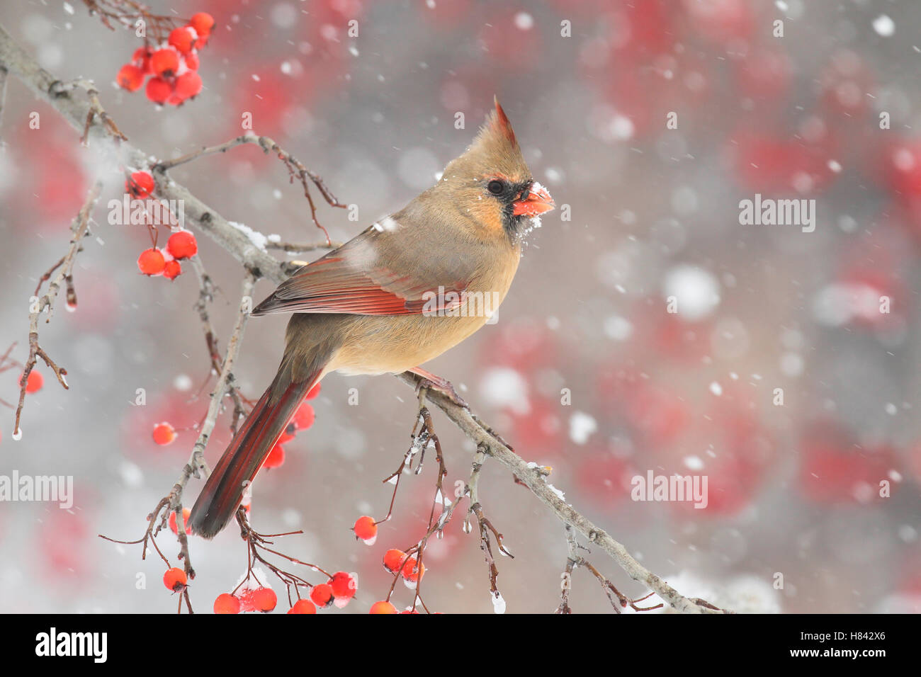 Northern Cardinal (Cardinalis cardinalis) female, Ohio Stock Photo - Alamy