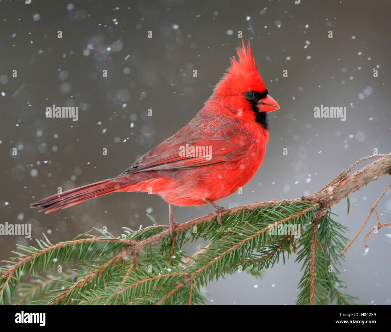 Northern Cardinal (Cardinalis cardinalis) male, Ohio Stock Photo - Alamy