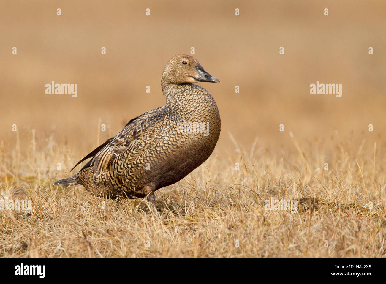 King Eider (Somateria spectabilis) female, Alaska Stock Photo - Alamy