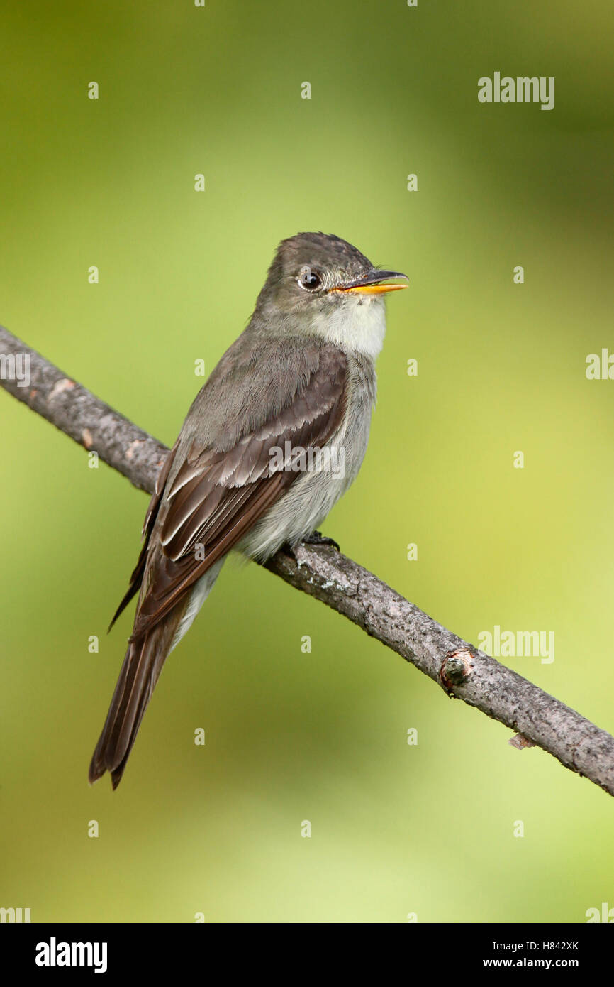 Eastern Wood-Pewee (Contopus virens), Ohio Stock Photo - Alamy