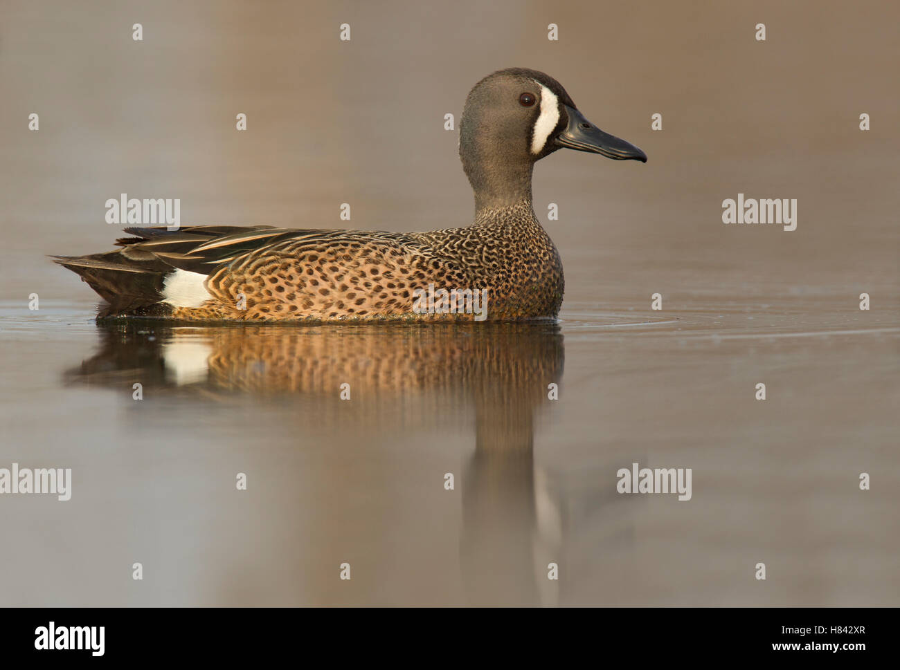 Blue-winged Teal (Anas discors) male, Ohio Stock Photo - Alamy