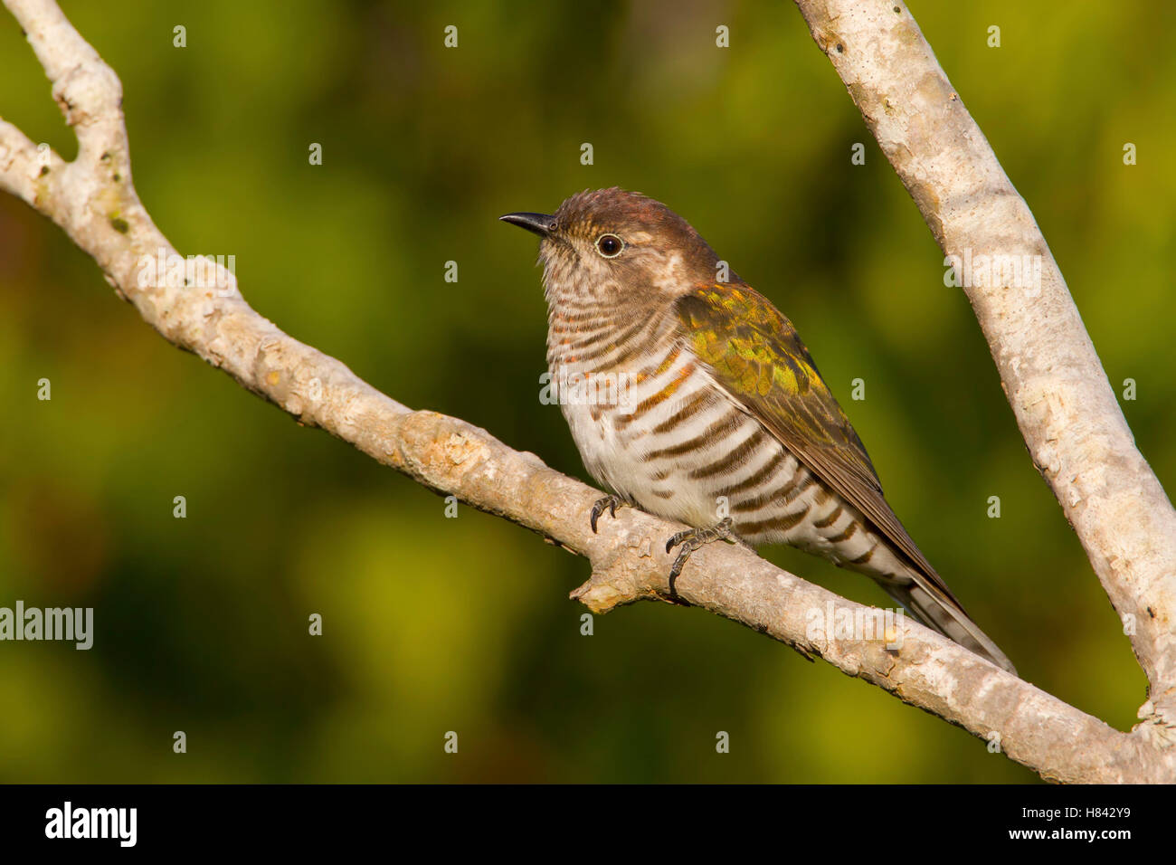 Shining Bronze-Cuckoo (Chrysococcyx lucidus), Queensland, Australia ...