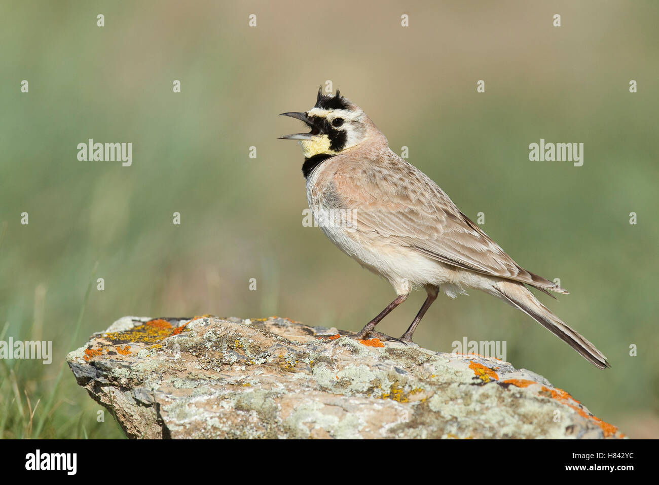 Horned Lark (Eremophila alpestris) calling, Montana Stock Photo - Alamy