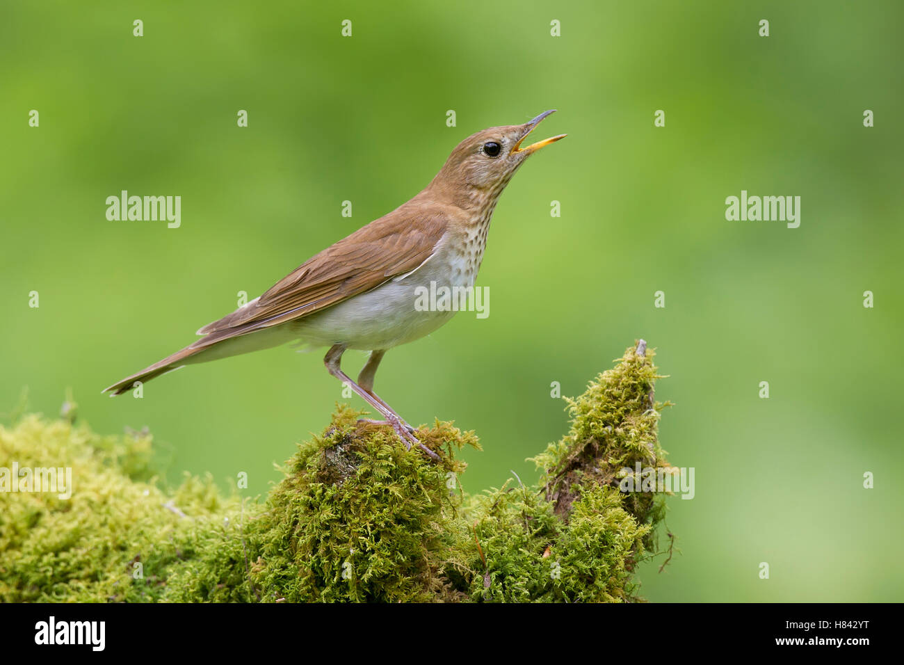 Veery (Catharus fuscescens) singing, Ohio Stock Photo - Alamy
