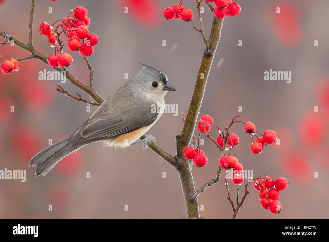 Tufted Titmouse (Baeolophus bicolor), Ohio Stock Photo - Alamy