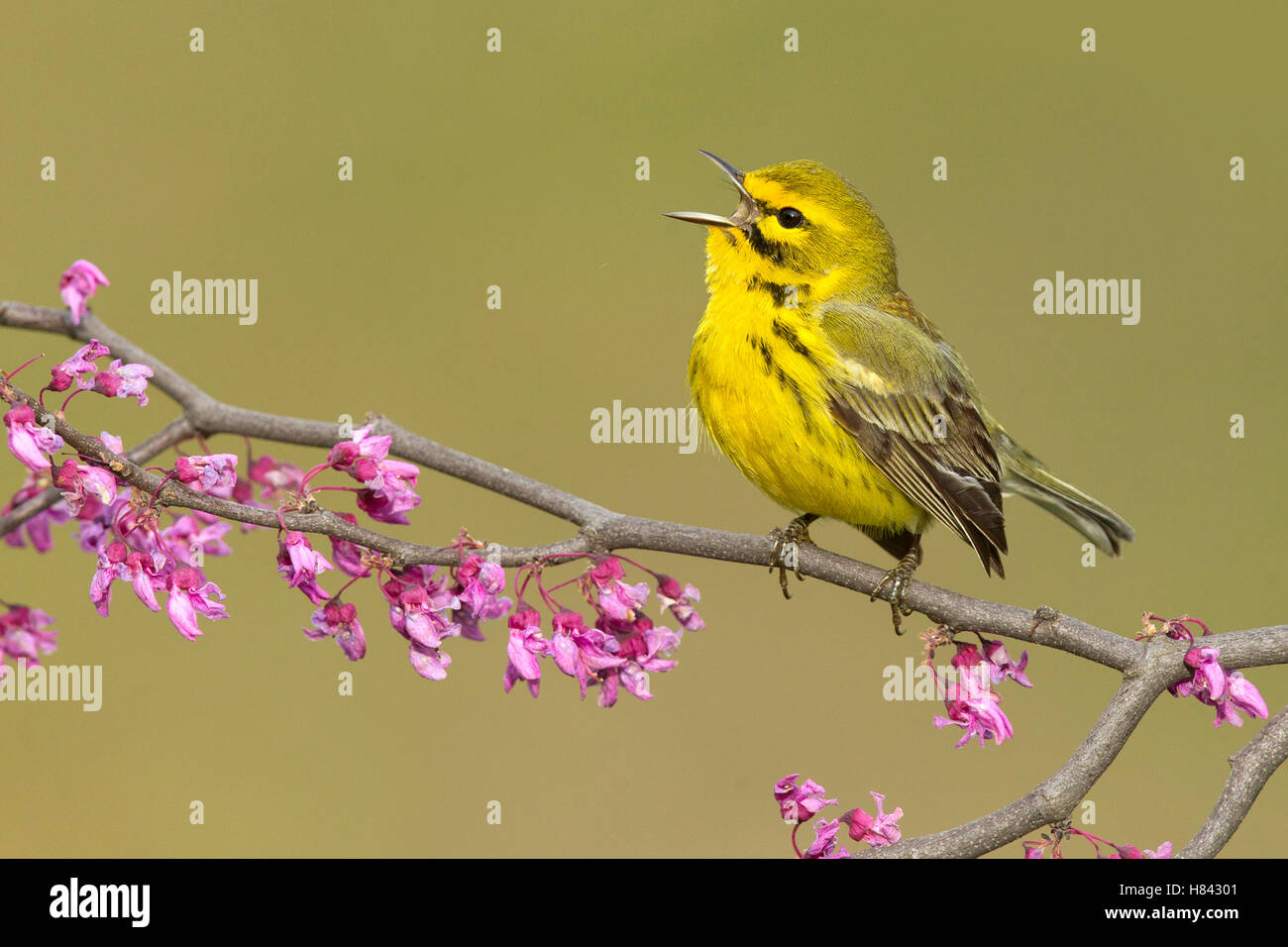 Prairie Warbler (Setophaga discolor) singing, Ohio Stock Photo - Alamy