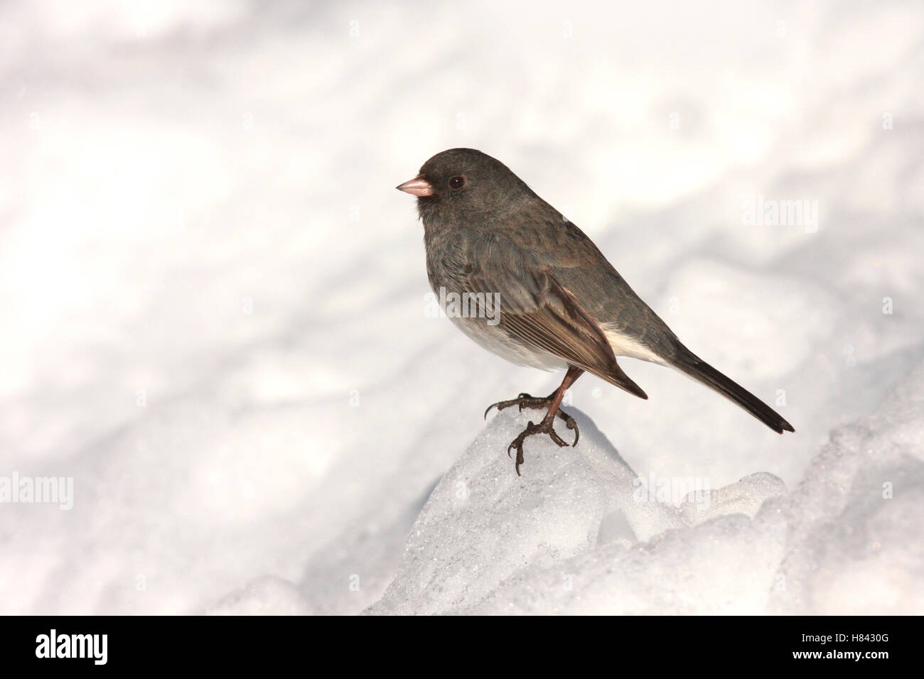 Dark-eyed Junco (Junco hyemalis) on snow, Ohio Stock Photo - Alamy