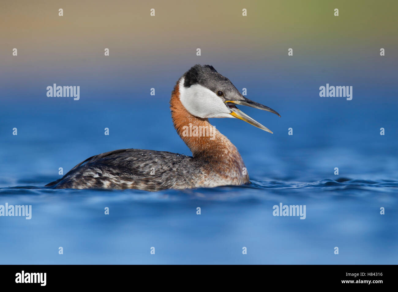 Red-necked Grebe (Podiceps grisegena) calling, Alaska Stock Photo - Alamy