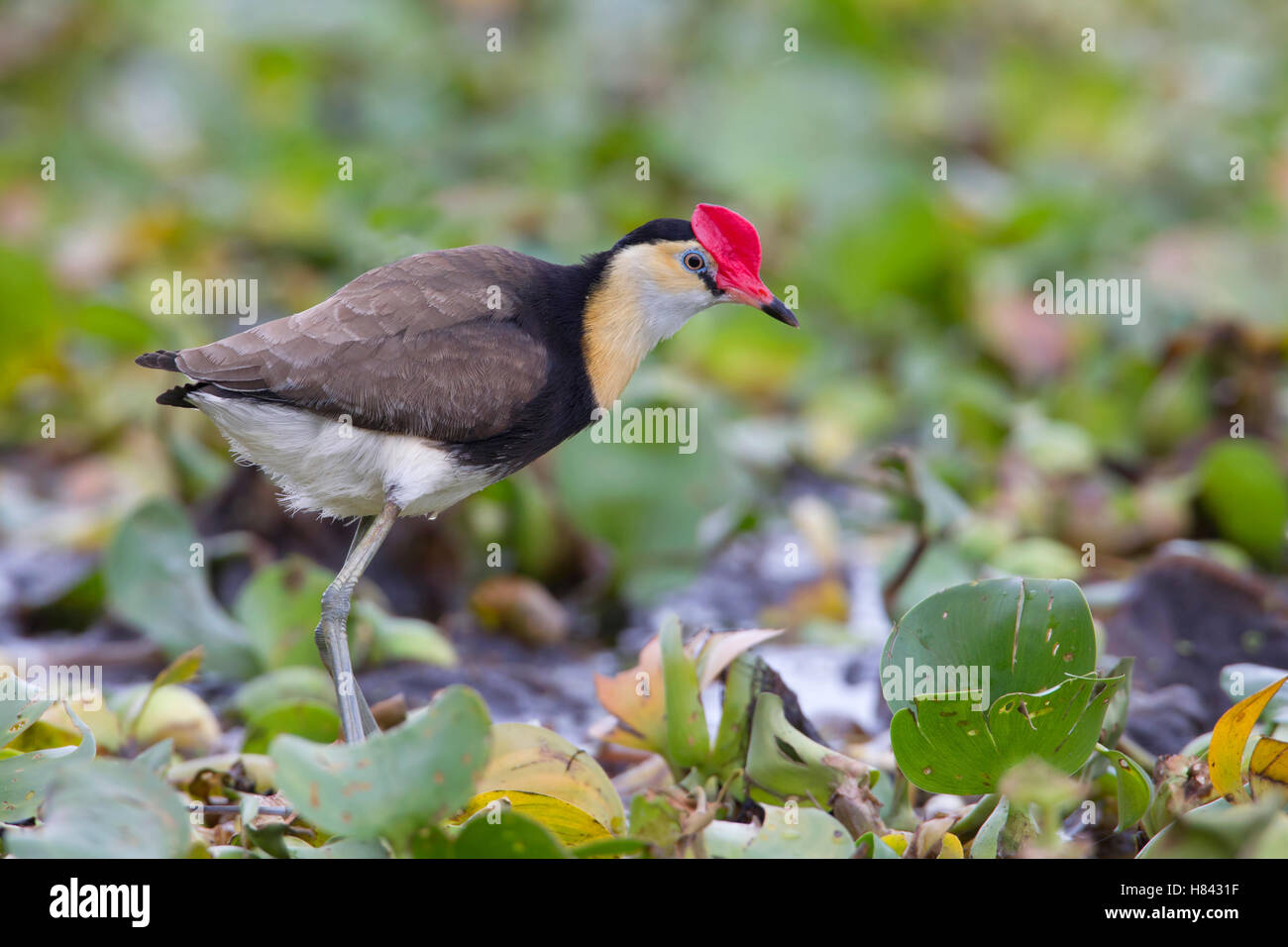 Comb-crested Jacana (Irediparra gallinacea), Queensland, Australia ...