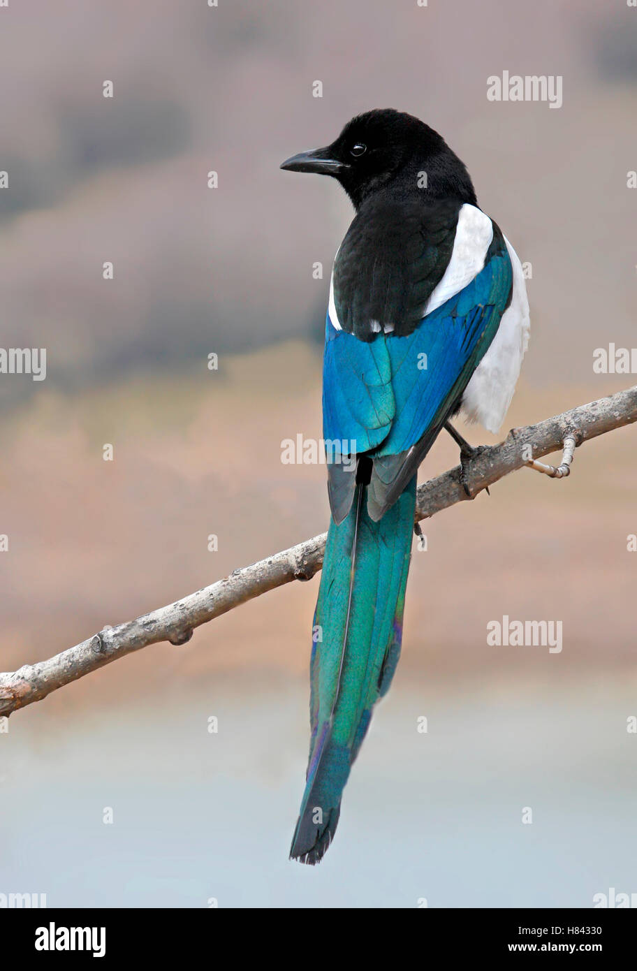 Black-billed Magpie (Pica hudsonia), Saskatoon, Saskatchewan, Canada ...