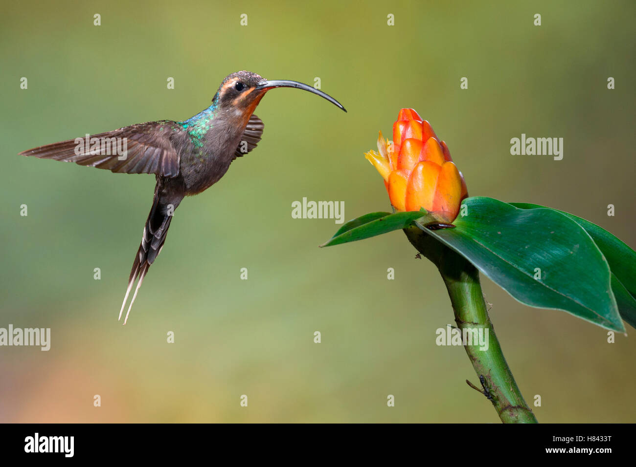 Green Hermit (Phaethornis guy), Costa Rica Stock Photo - Alamy