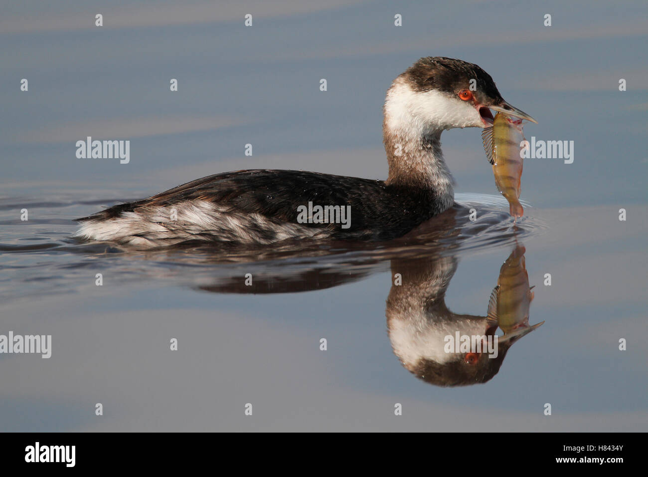 Horned Grebe (Podiceps auritus) carrying fish prey, Lucerne ...