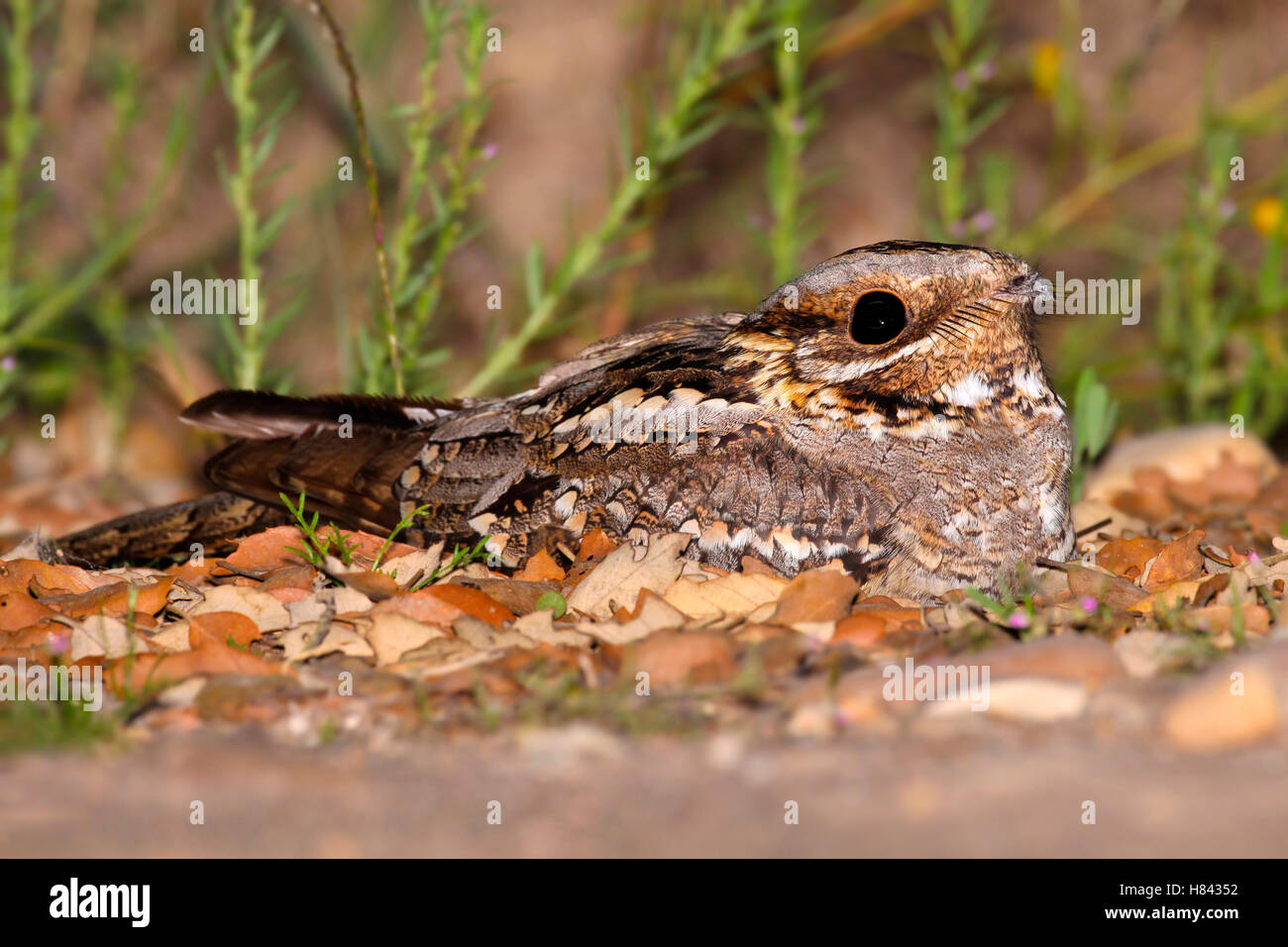 Red-necked Nightjar (Caprimulgus ruficollis), Abrantes, Portugal Stock ...