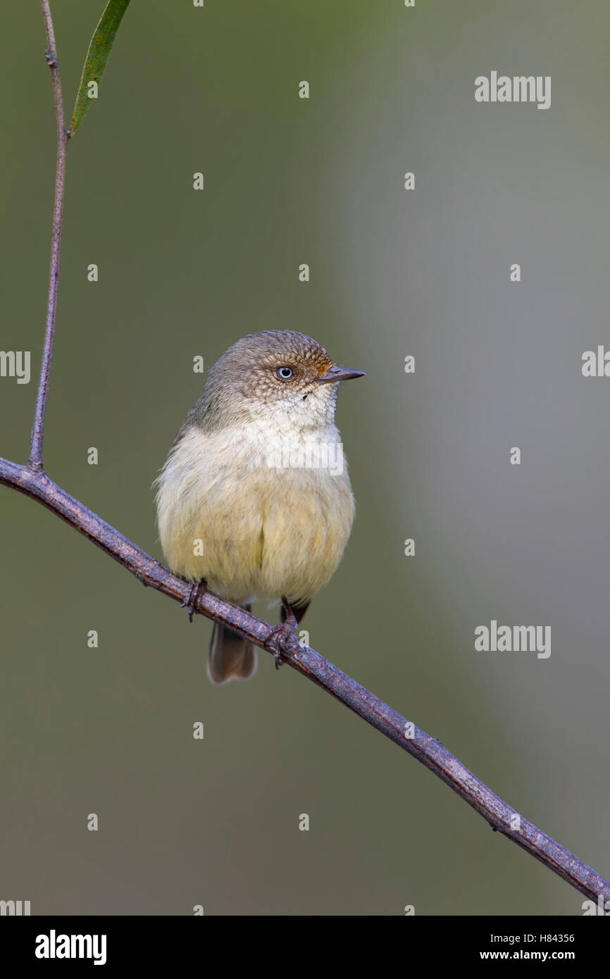 Buff-rumped Thornbill (Acanthiza reguloides), Victoria, Australia Stock ...