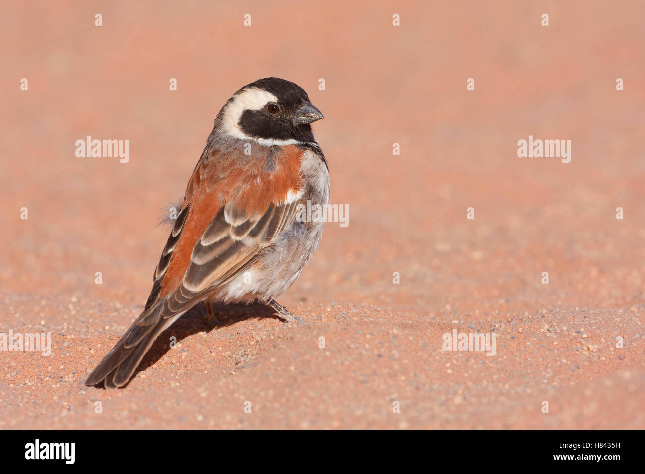 Mossie (Passer melanurus) male, Hardap, Namibia Stock Photo - Alamy
