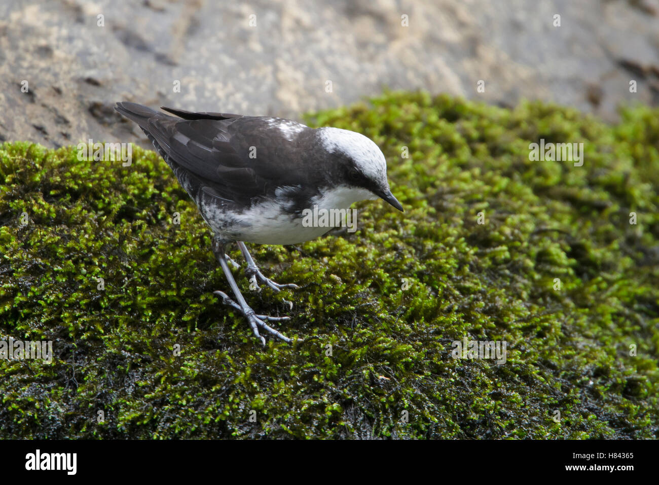 White-capped Dipper (Cinclus leucocephalus), Ecuador Stock Photo - Alamy