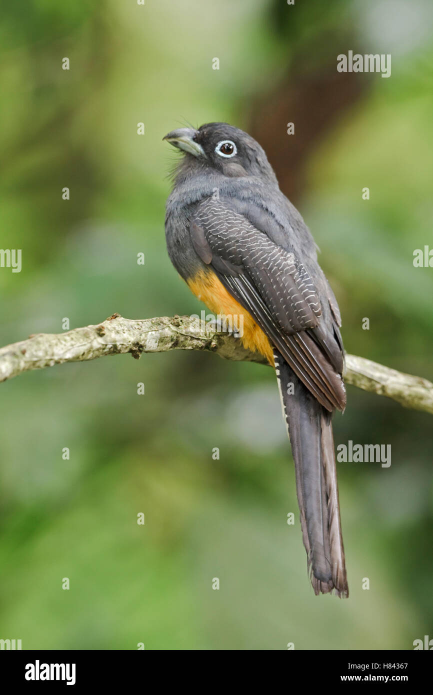 White-tailed Trogon (Trogon chionurus) female, Ecuador Stock Photo - Alamy