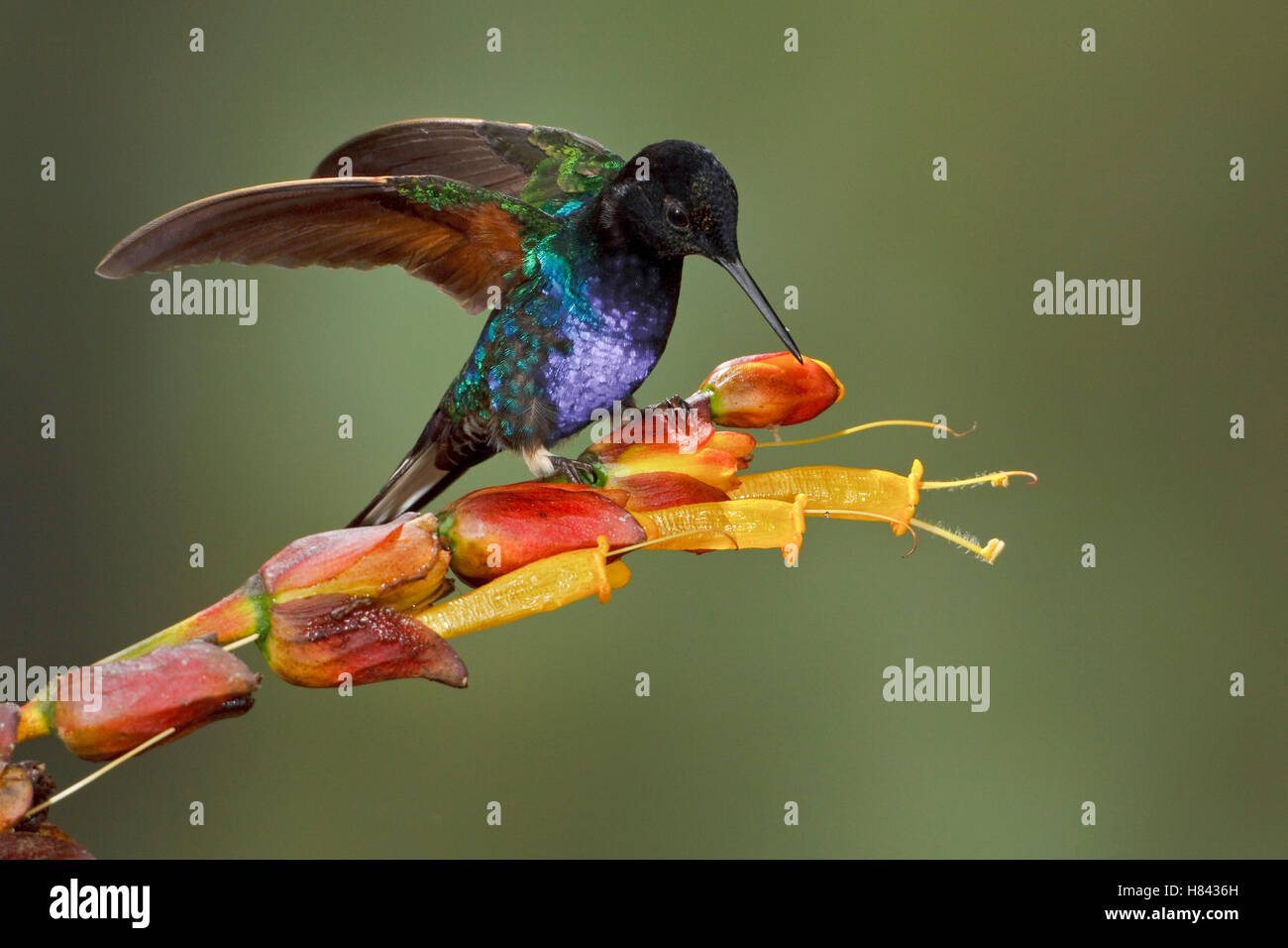 Velvet-purple Coronet (Boissonneaua jardini) male on flower, Ecuador ...