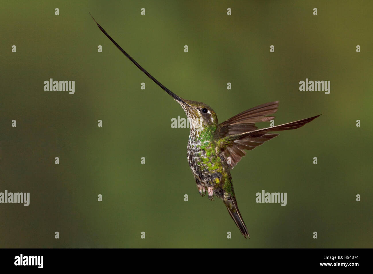 Sword-billed Hummingbird (Ensifera ensifera), Ecuador Stock Photo - Alamy