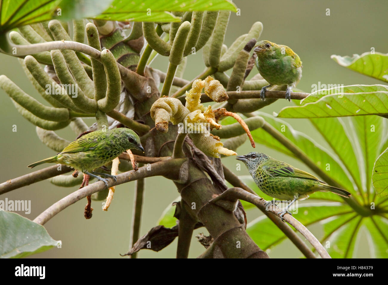 Spotted Tanager (Tangara punctata) group feeding on Cecropia (Cecropia ...