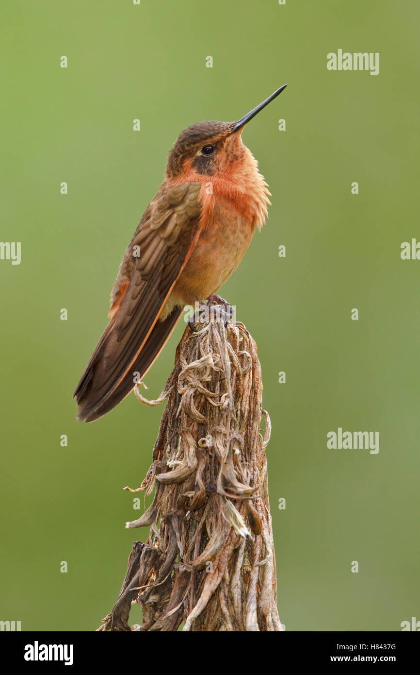 Shining Sunbeam (Aglaeactis cupripennis), Ecuador Stock Photo - Alamy