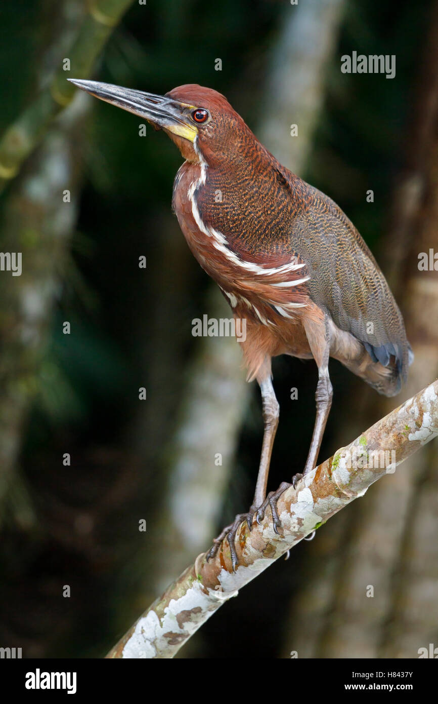 Rufescent Tiger-Heron (Tigrisoma lineatum Stock Photo - Alamy
