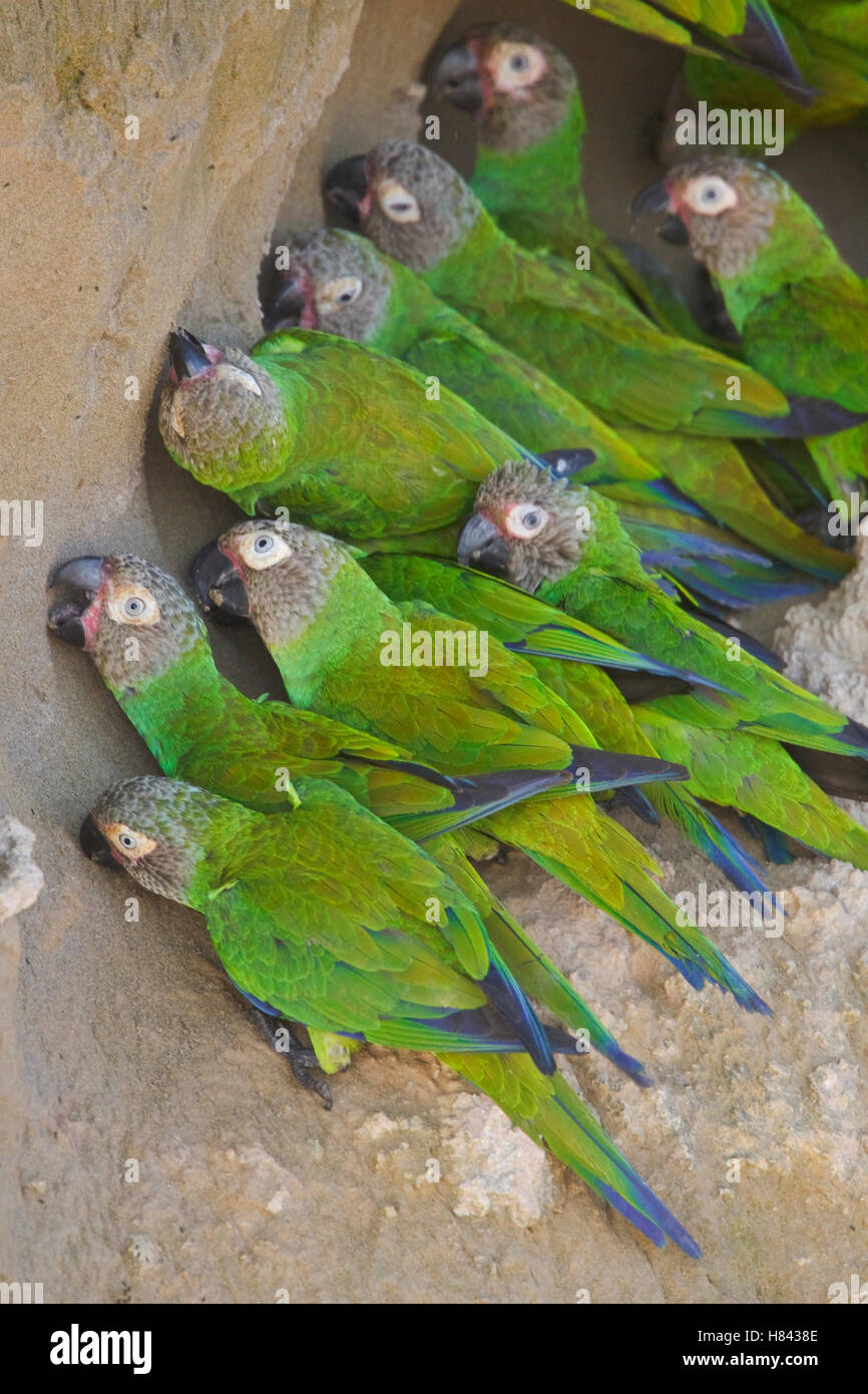 Dusky-headed Parakeet (Aratinga weddellii) group at clay lick, Ecuador ...