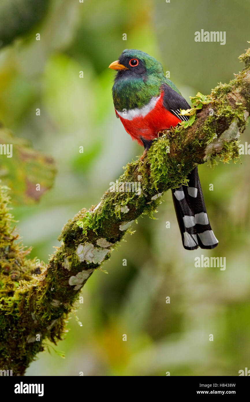 Masked Trogon (Trogon personatus) male, Ecuador Stock Photo - Alamy