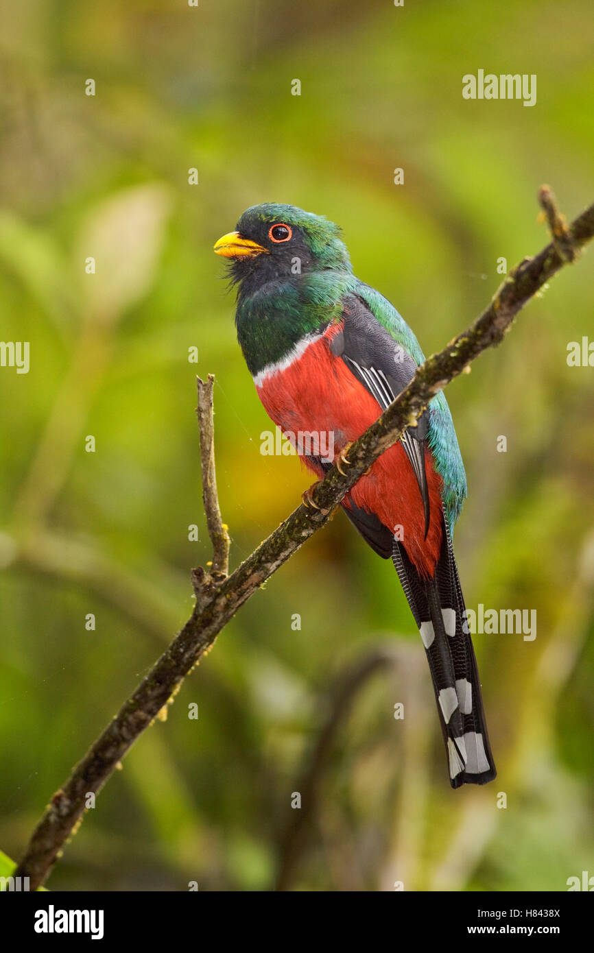 Masked Trogon (Trogon personatus) male, Ecuador Stock Photo - Alamy