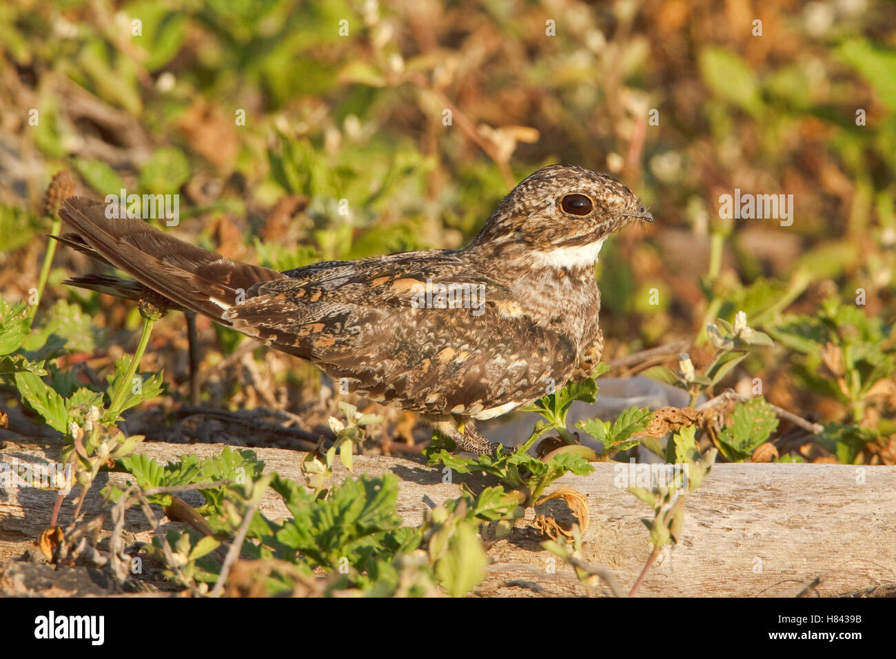 Anthony's Nightjar (Caprimulgus anthonyi), Ecuador Stock Photo - Alamy