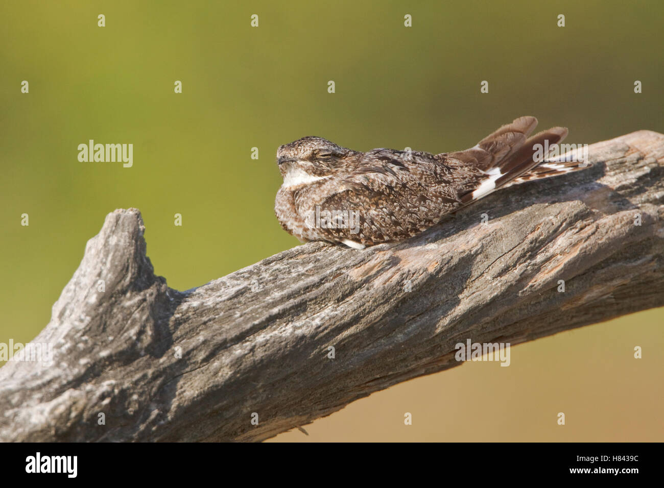 Anthony's Nightjar (Caprimulgus anthonyi), Ecuador Stock Photo - Alamy