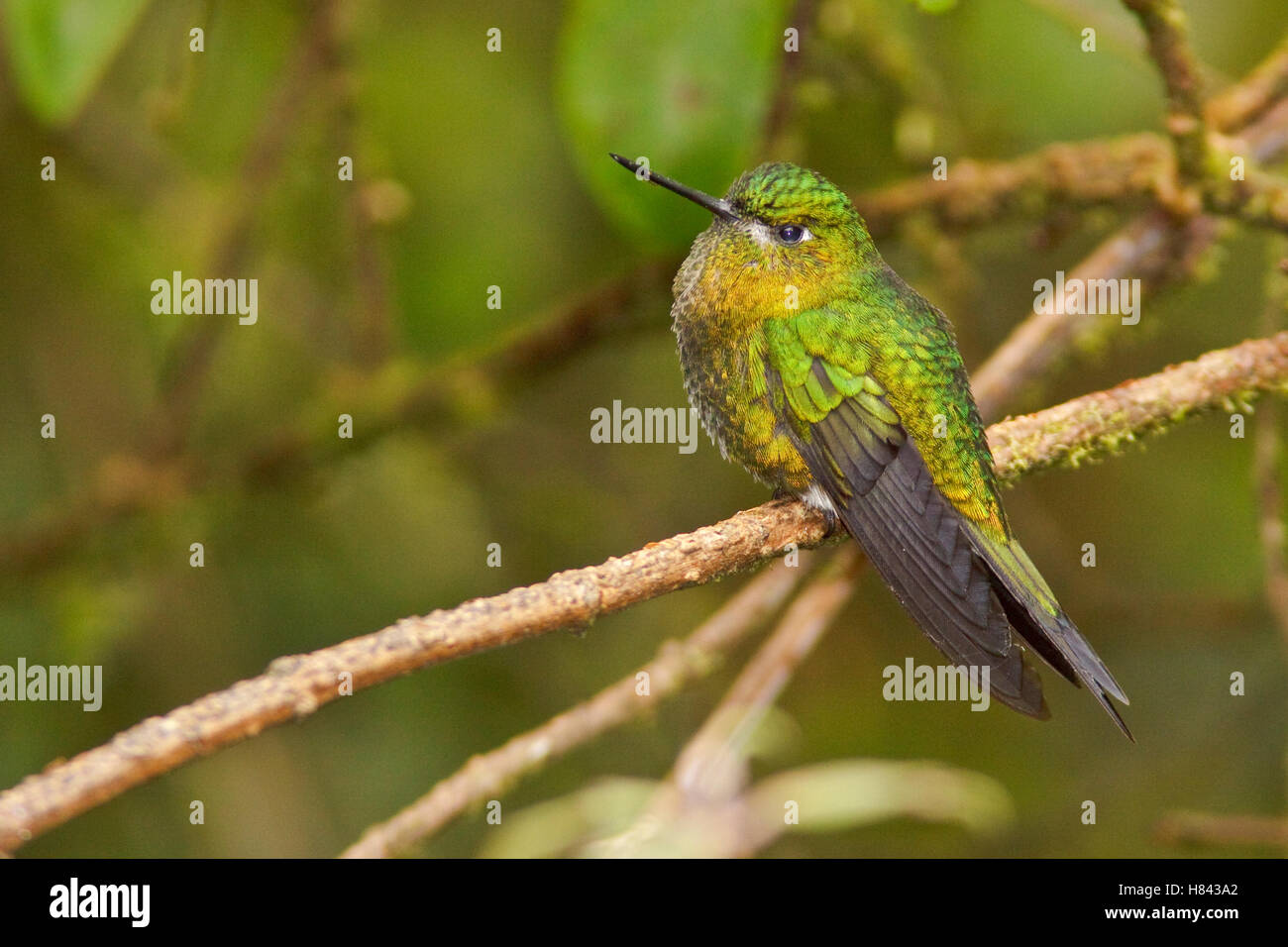 Golden-breasted Puffleg (Eriocnemis mosquera), Ecuador Stock Photo - Alamy