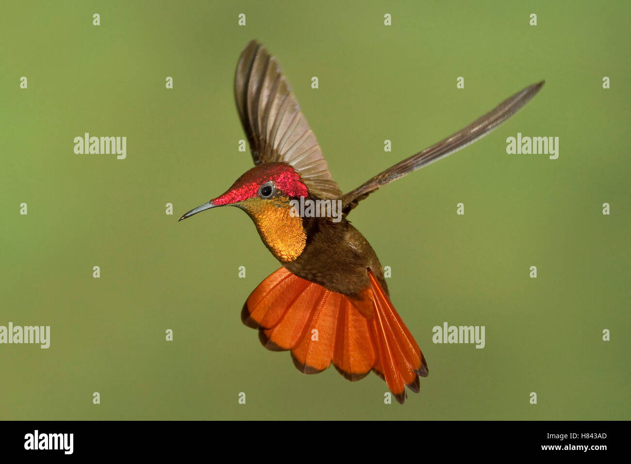 Ruby-topaz Hummingbird (Chrysolampis mosquitus) male hovering, Trinidad and Tobago Stock Photo ...