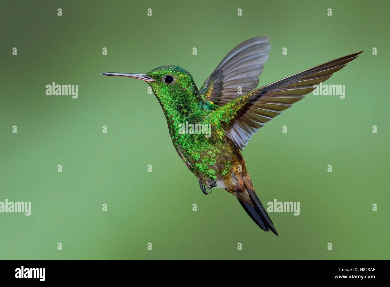 Copper-rumped Hummingbird (Amazilia tobaci), Trinidad and Tobago Stock ...
