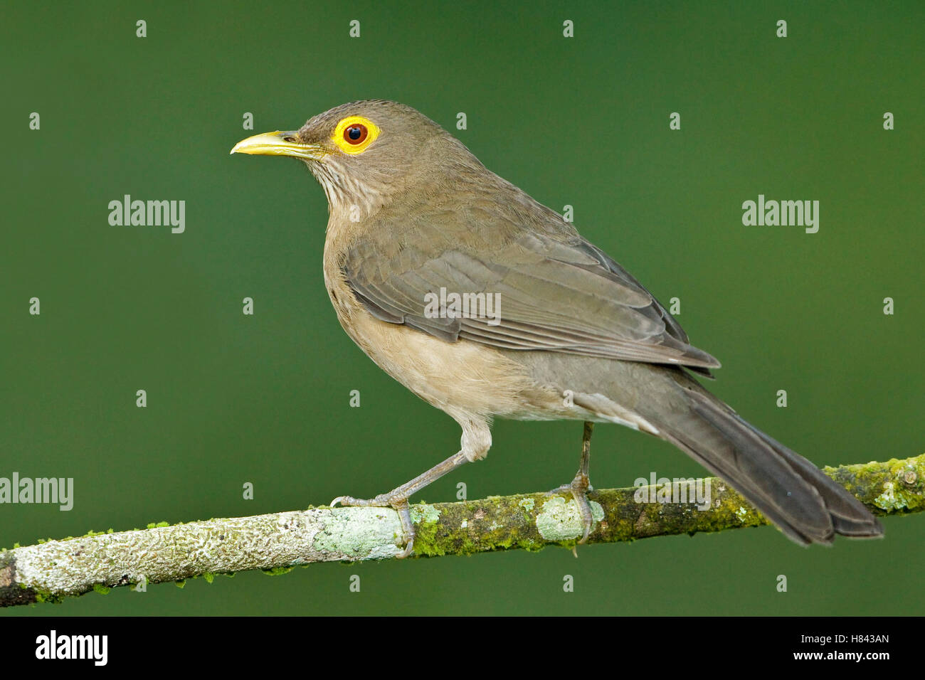 Spectacled Thrush (Turdus nudigenis), Trinidad and Tobago Stock Photo ...