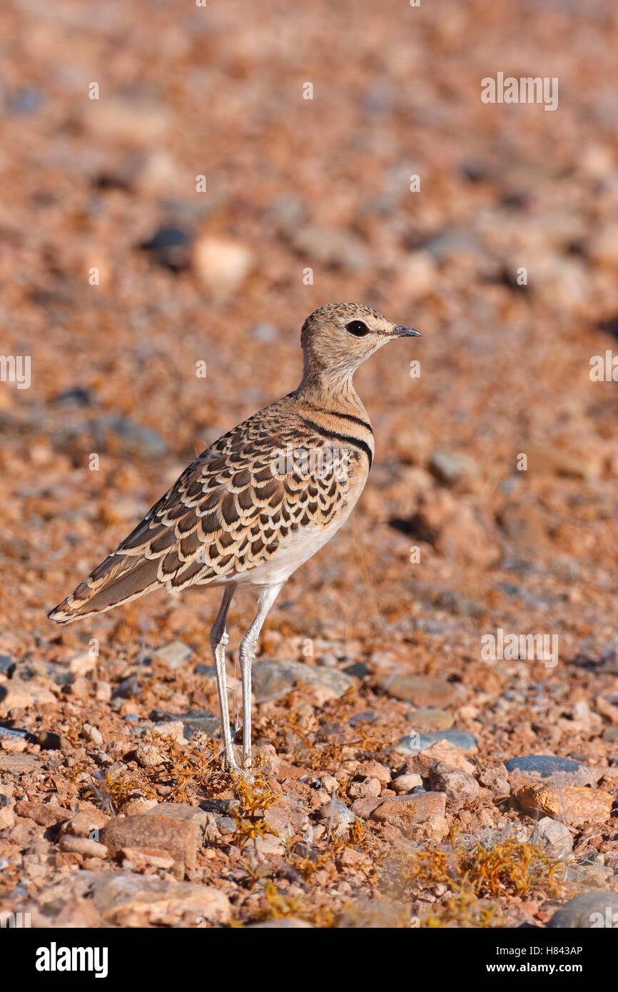 Double-banded Courser (Rhinoptilus africanus), Hardap, Namibia Stock ...